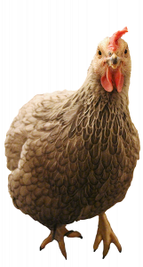 Random Bred 1978 "Heritage '78" - Heritage Chickens