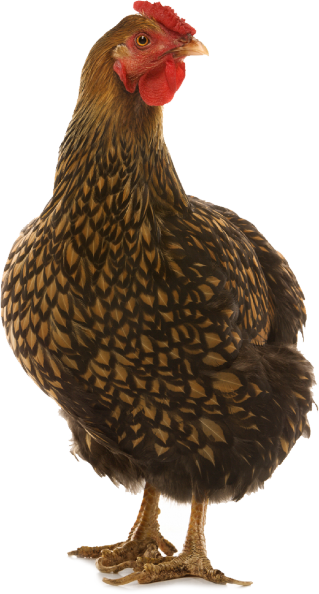 About - Heritage Chickens