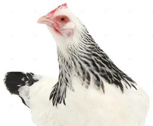 Light Sussex - Heritage Chickens