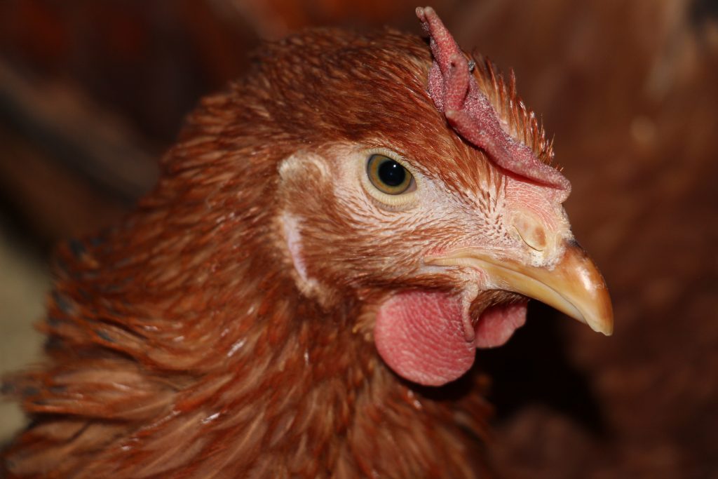New Hampshire Chicken Gallery! - Heritage Chickens