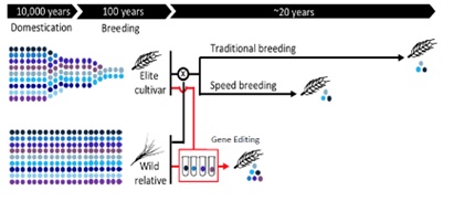 Genome editing opportunities in agriculture: Perspectives on crop and ...