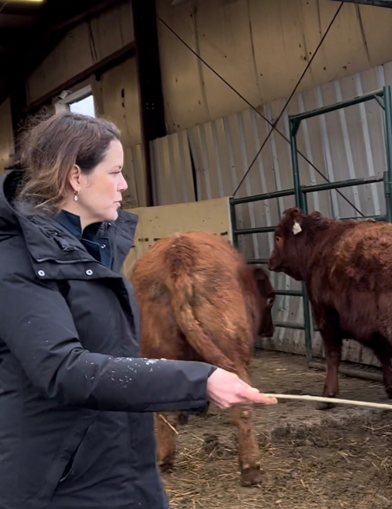 The the real money behind calf petting - Livestock Gentec