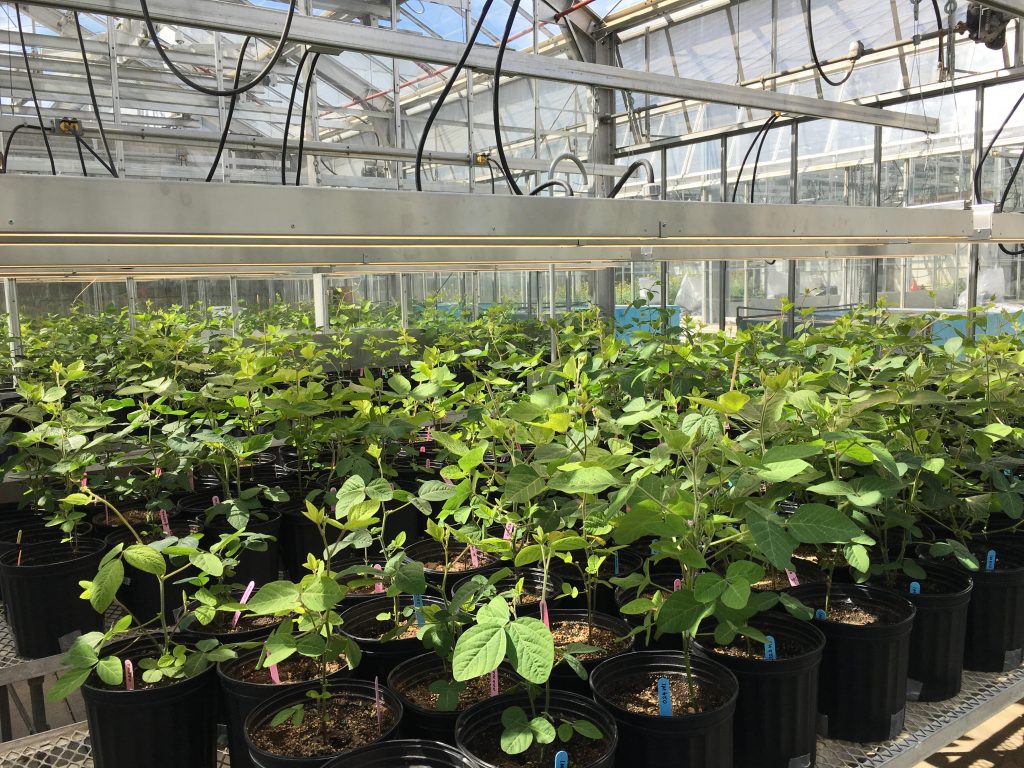Symbiotic nitrogen fixation in legumes - Plant-Microbe Lab