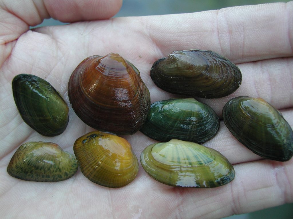 Schwalb, A.J., Cottenie, K., Poesch, M.S., and J. Ackerman (2011 ...