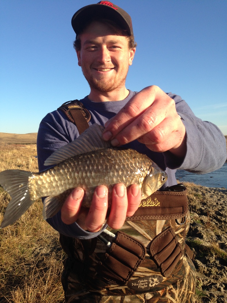 Attack of the clones: Sperm-stealing Prussian Carp threaten to overwhelm Alberta waterways (CBC ...