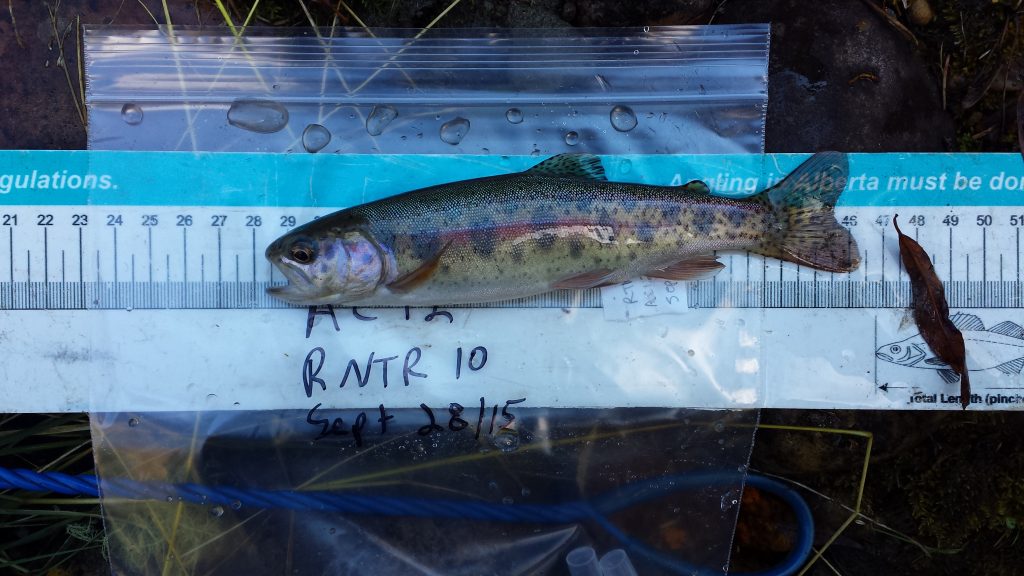 Medinski, N. (2018) Assessing the impacts of multiple ecological stressors on an endangered ...