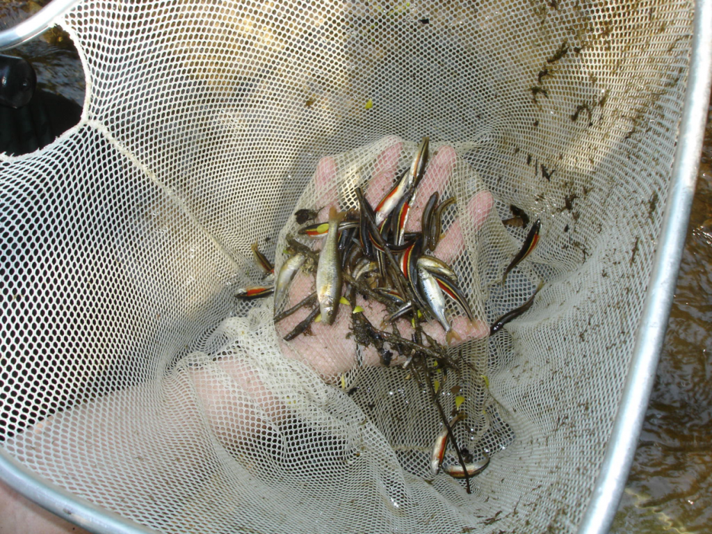 Poesch, M.S., Lawrie, D., Tu, C., Jackson, D.A., and N.E. Mandrak (2012 ...