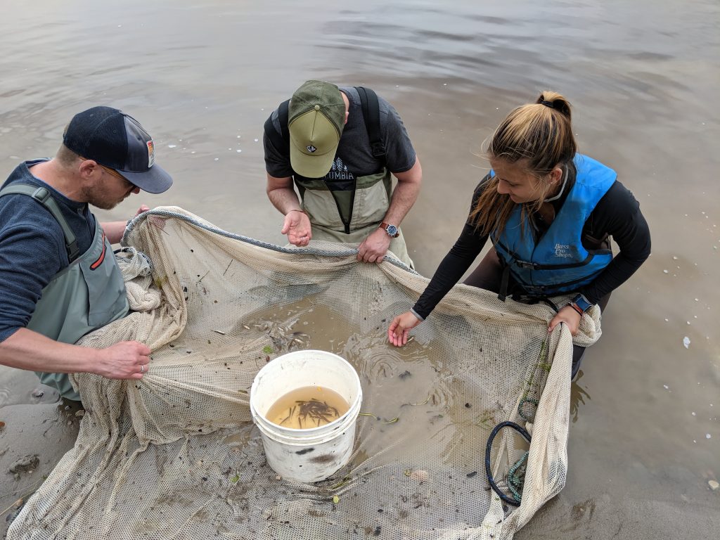 Nature Alberta - The Invasive Northern Crayfish: An Unwelcome Visitor ...