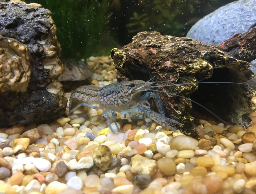 Research in the lab was highlighted in "This self cloning crayfish is ...