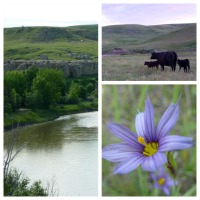 About Rangelands - Rangeland Research Institute (RRI)