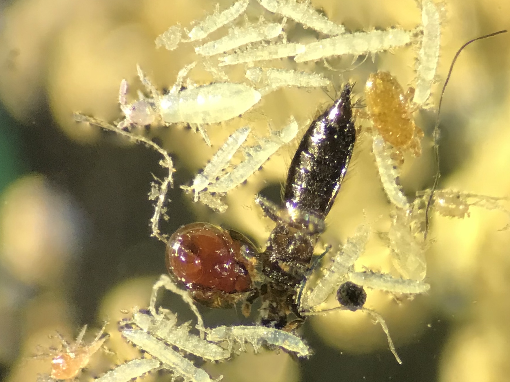 Research - Soil-Plant Relations (SPR)